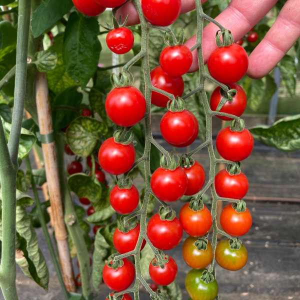 Berry Tomato Seeds - Red Berry